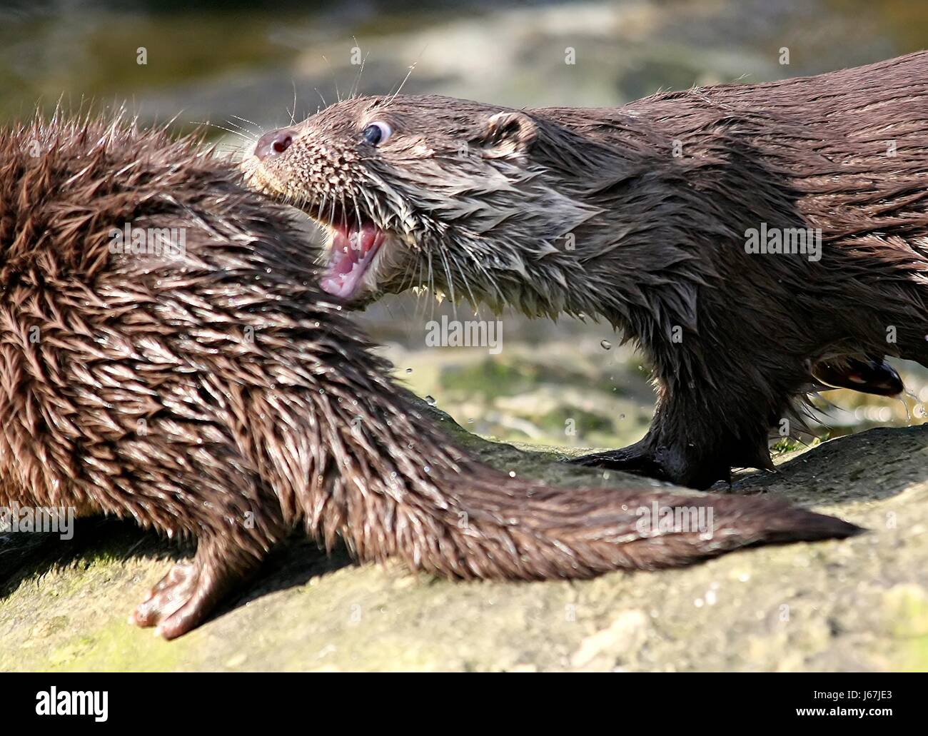 Gotcha hi-res stock photography and images - Alamy