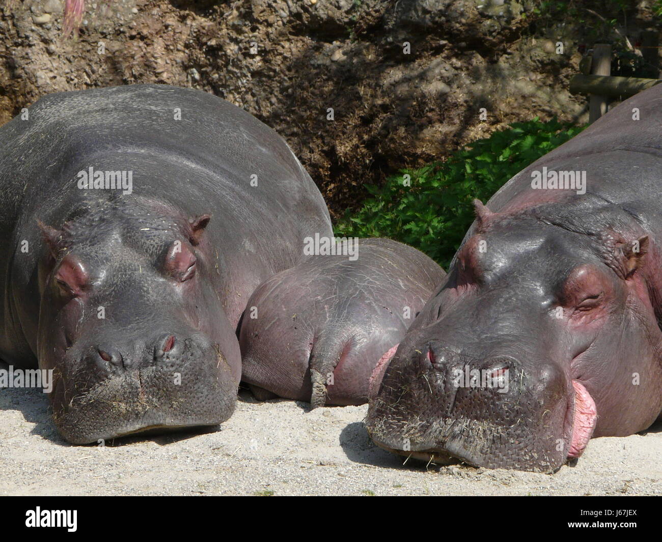 hippo mammal sleep sleeping siesta hippo familiy family grey gray ...
