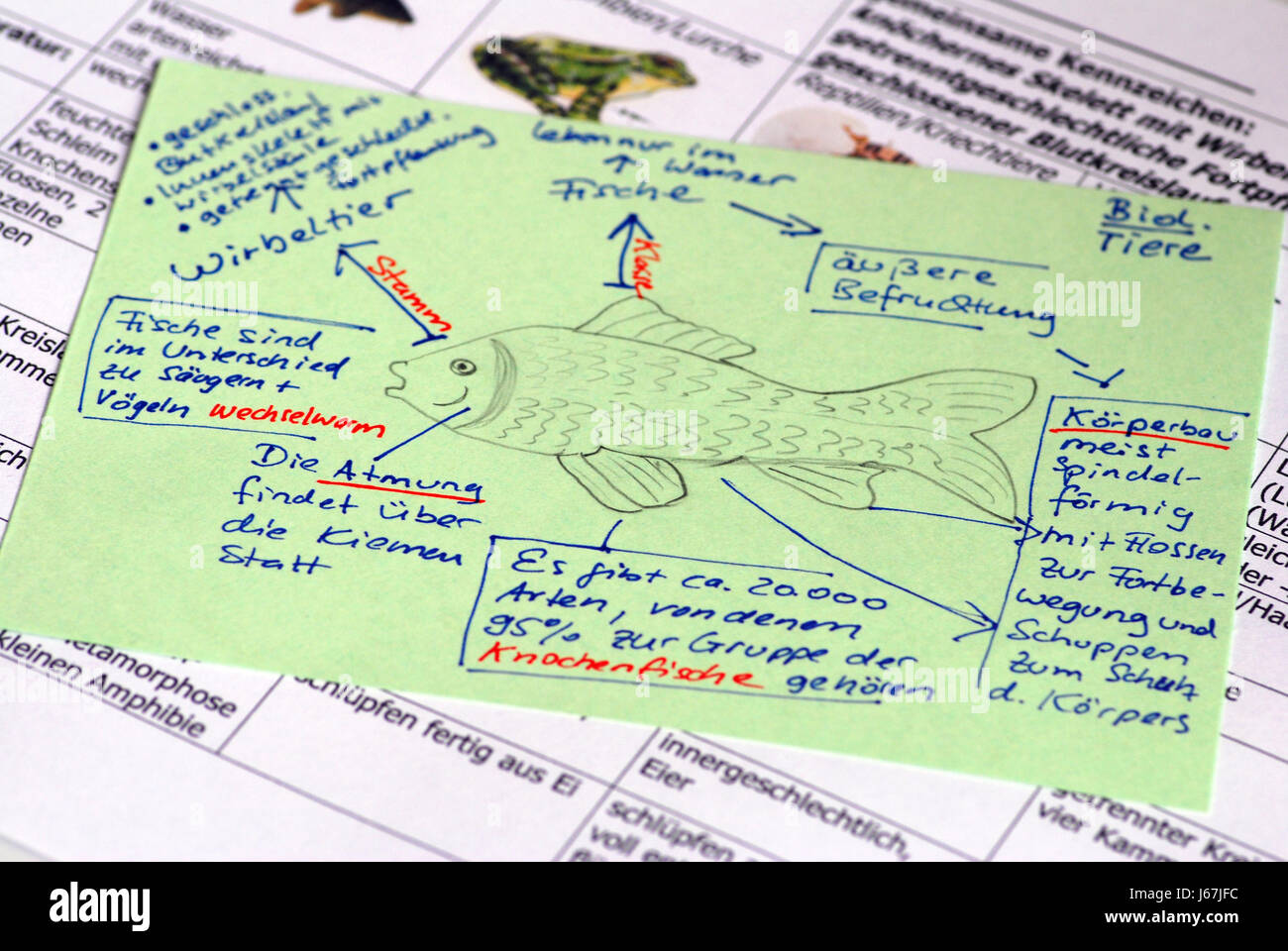 mindmap biology fish Stock Photo - Alamy