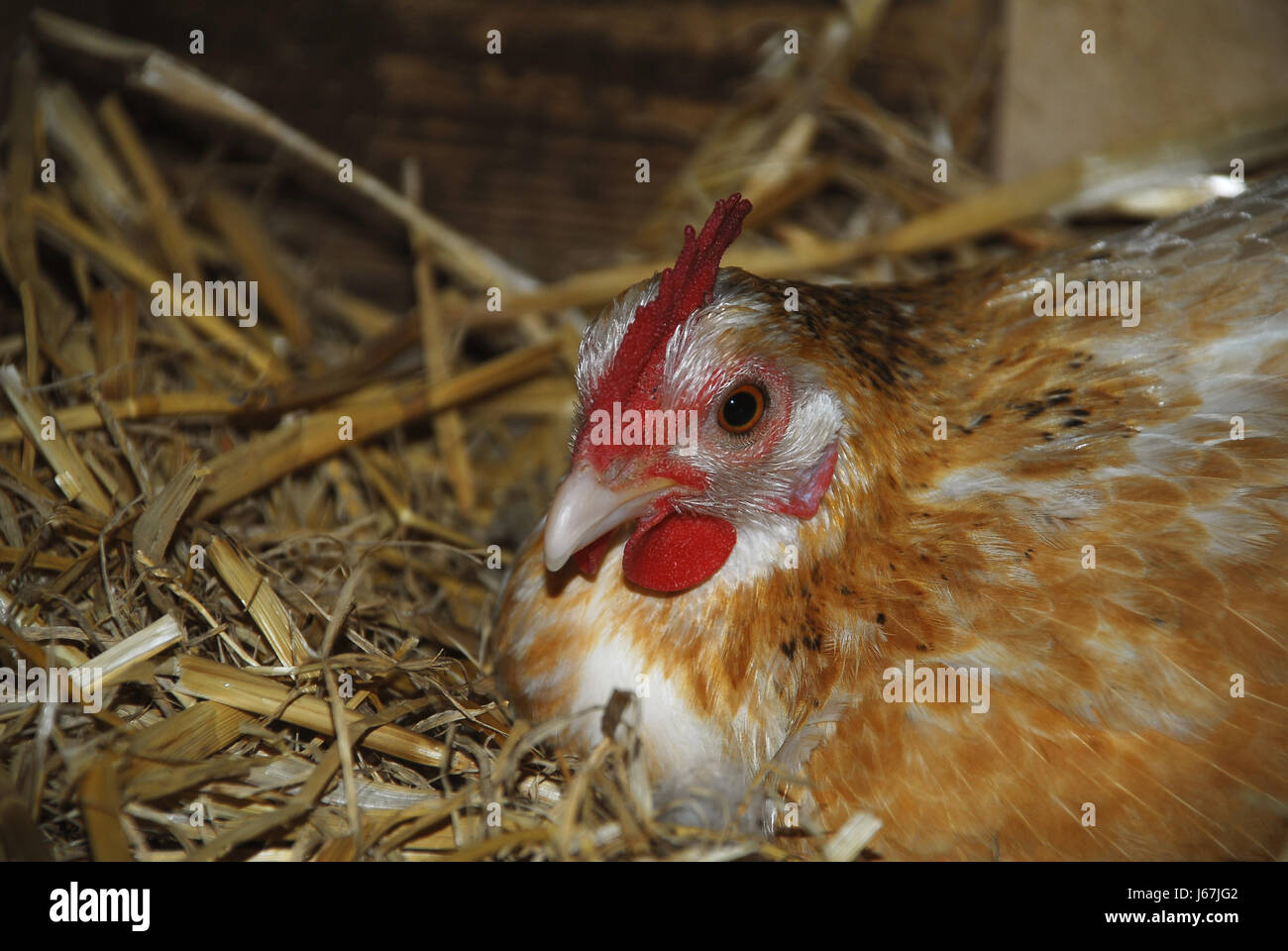 hen brooding on the nest Stock Photo - Alamy