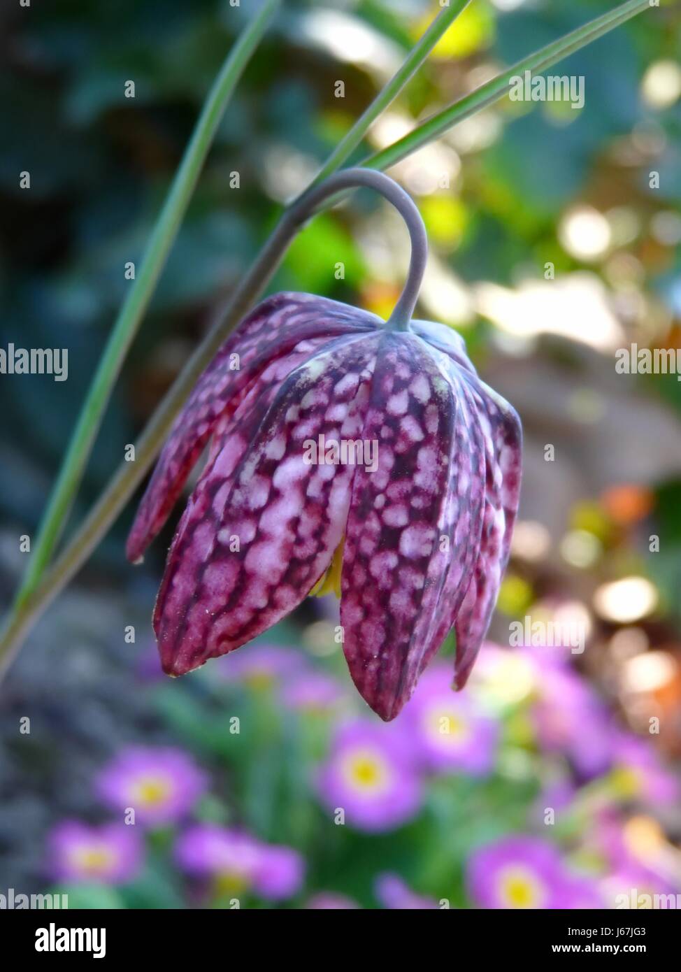 bloom blossom flourish flourishing conservation of nature garden flower ...