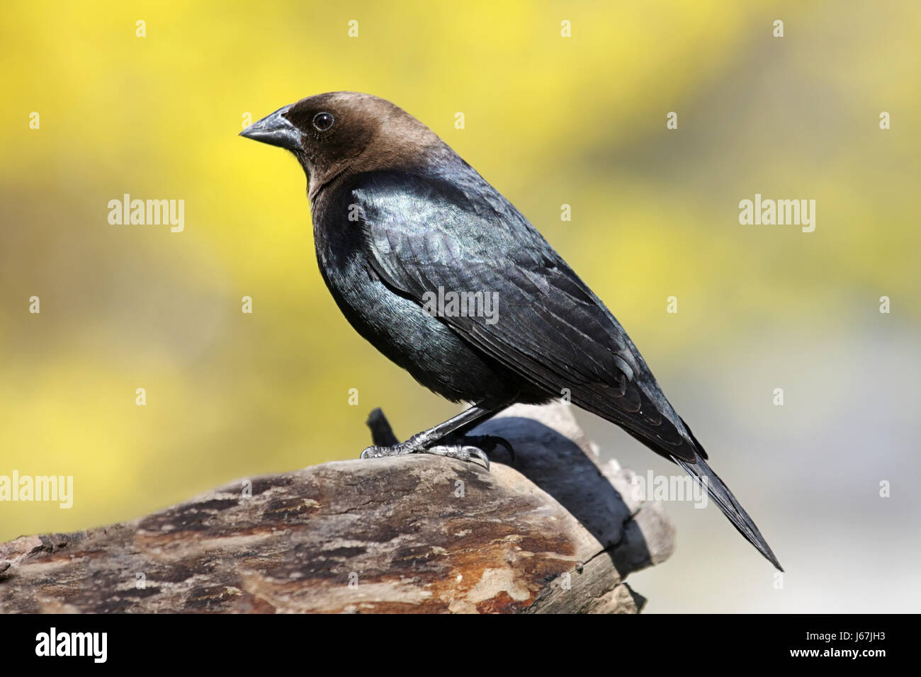 bird spring bush wildlife yellow animal bird fauna wild birds wing ...