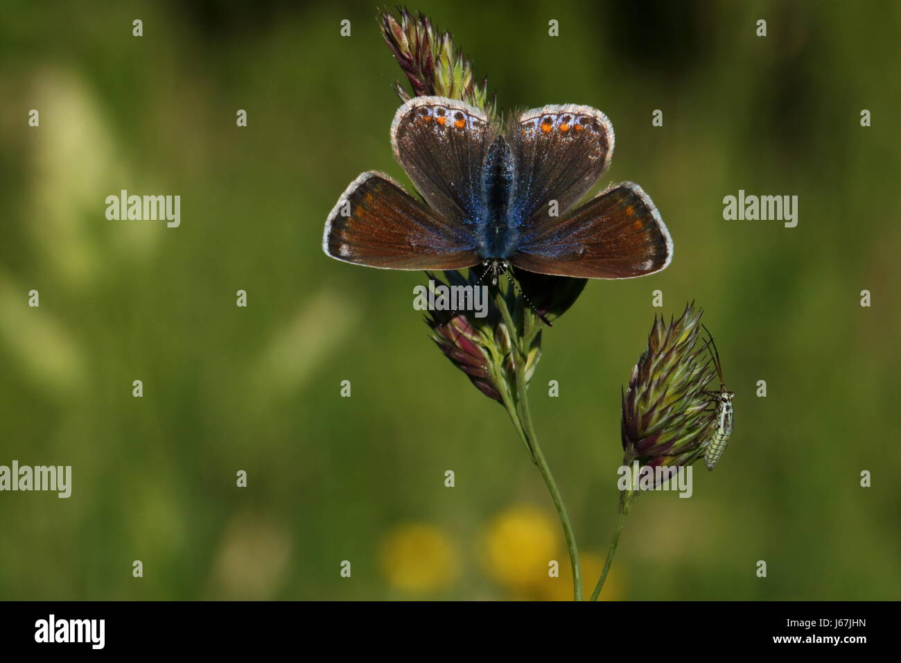 Female Common Blue Butterfly Stock Photo - Alamy