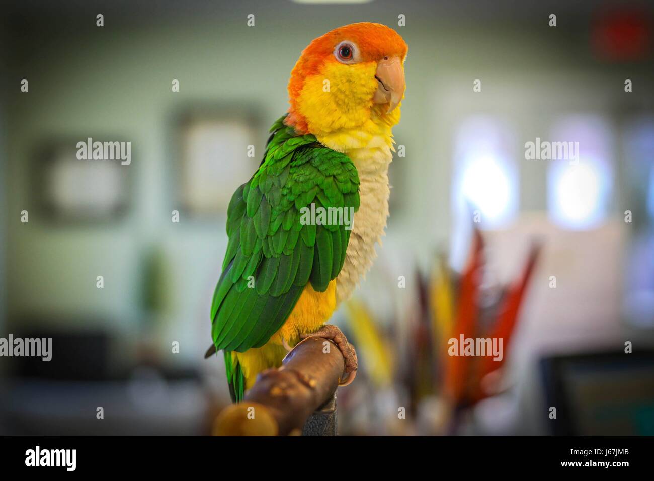 Caique parrot sitting on a perch Stock Photo - Alamy