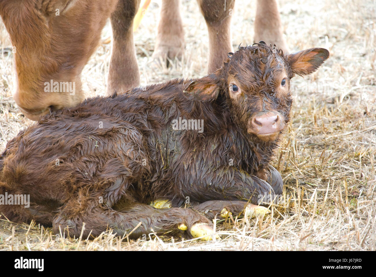 calf baby newborn child newborn infant newborn neonate animal face ...