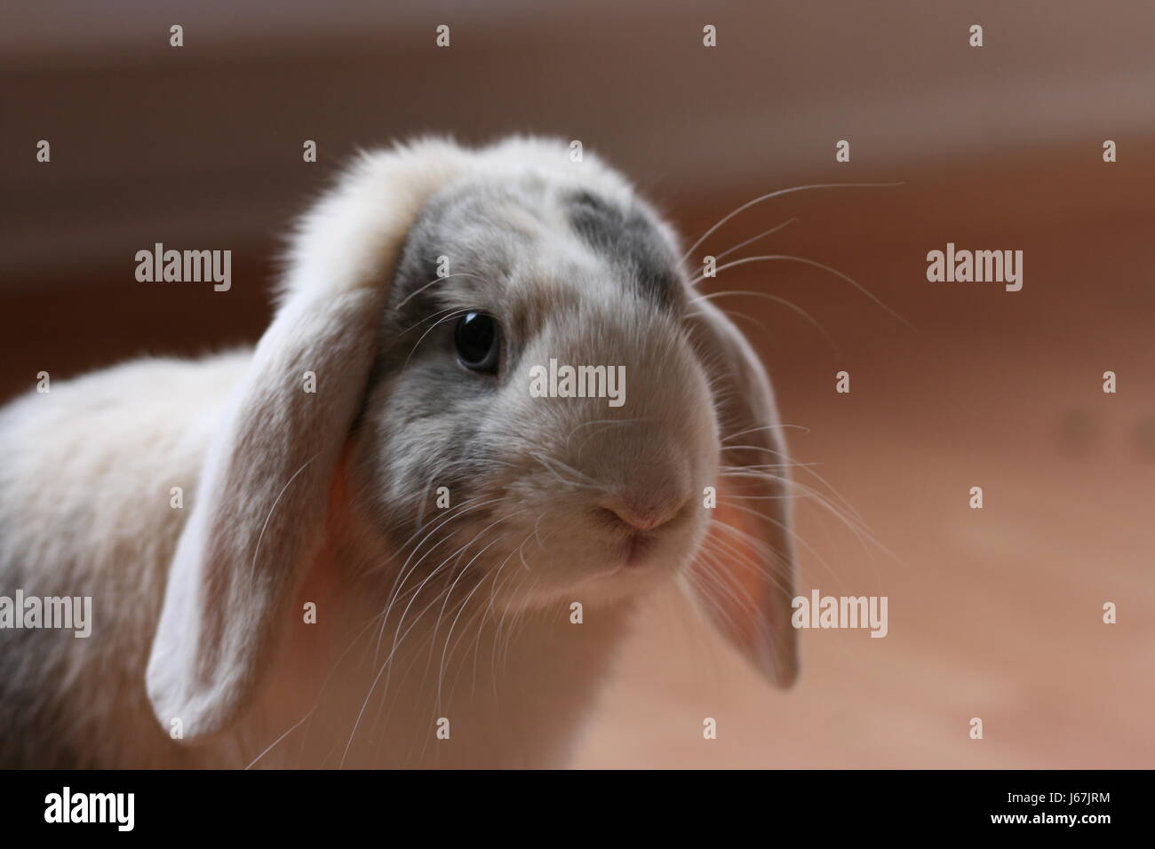 Sad hare hi-res stock photography and images - Alamy