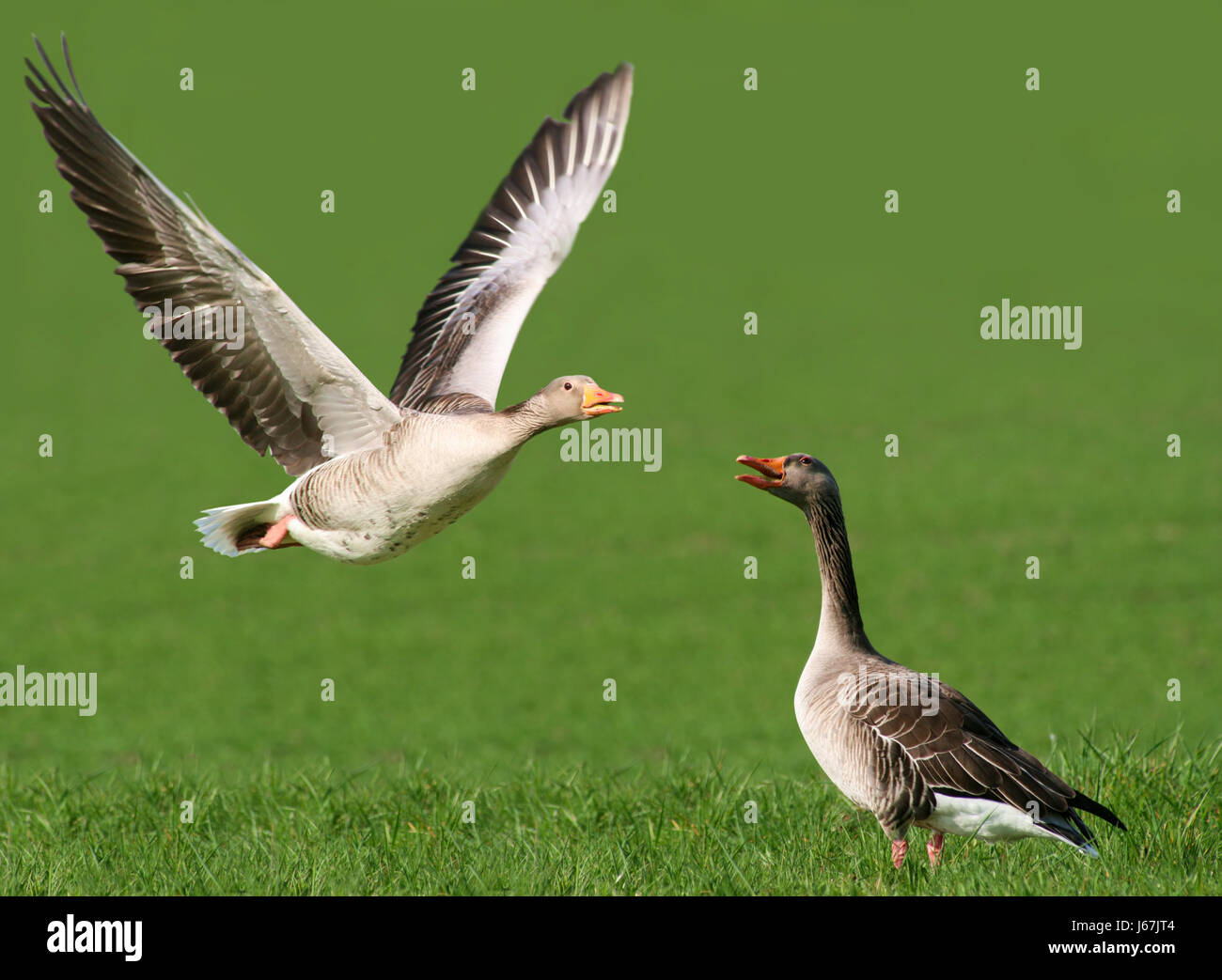 bird birds wing goose flies couple pair fly flys flying two animal bird ...