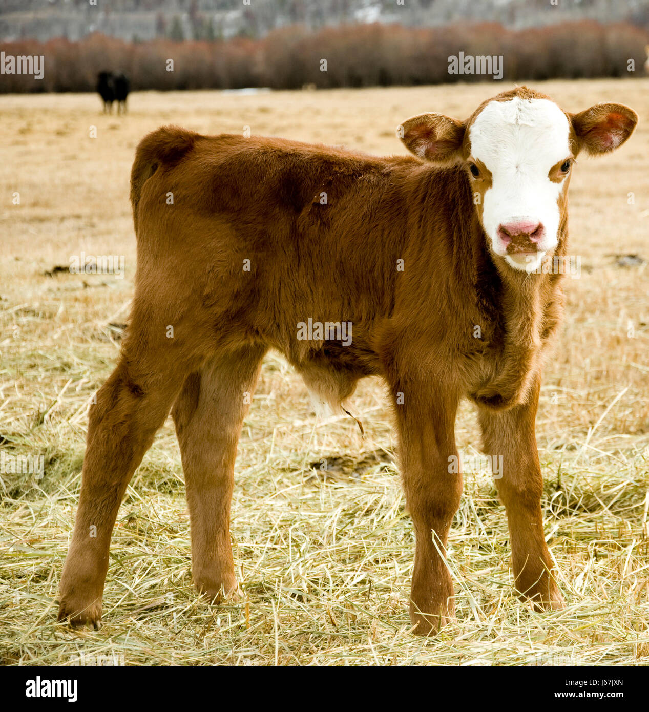 calf animal face spring bouncing bounces hop skipping frisks jumping ...