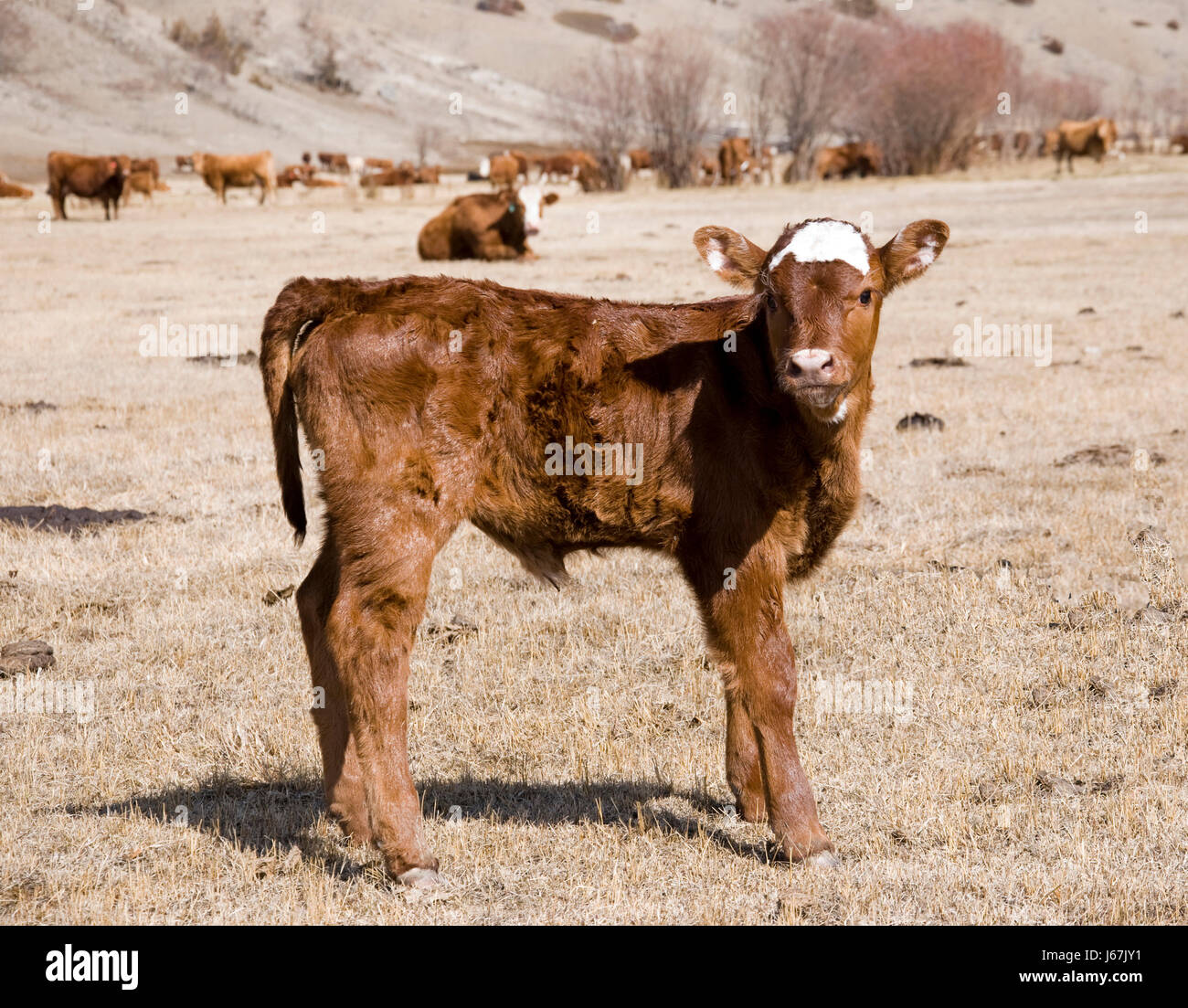 calf animal face spring bouncing bounces hop skipping frisks jumping ...