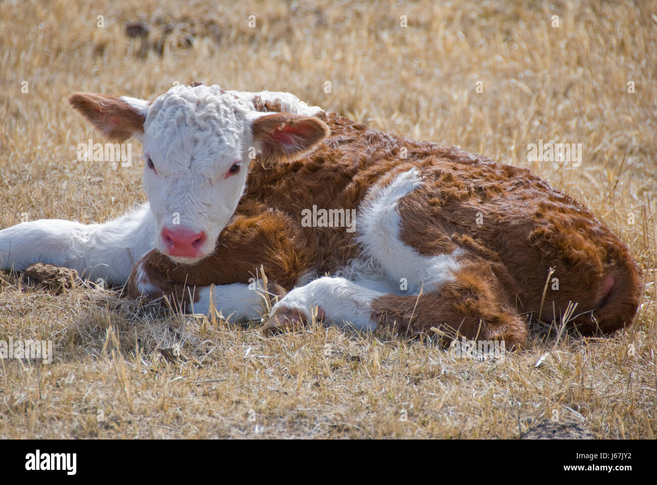 calf animal face spring bouncing bounces hop skipping frisks jumping ...