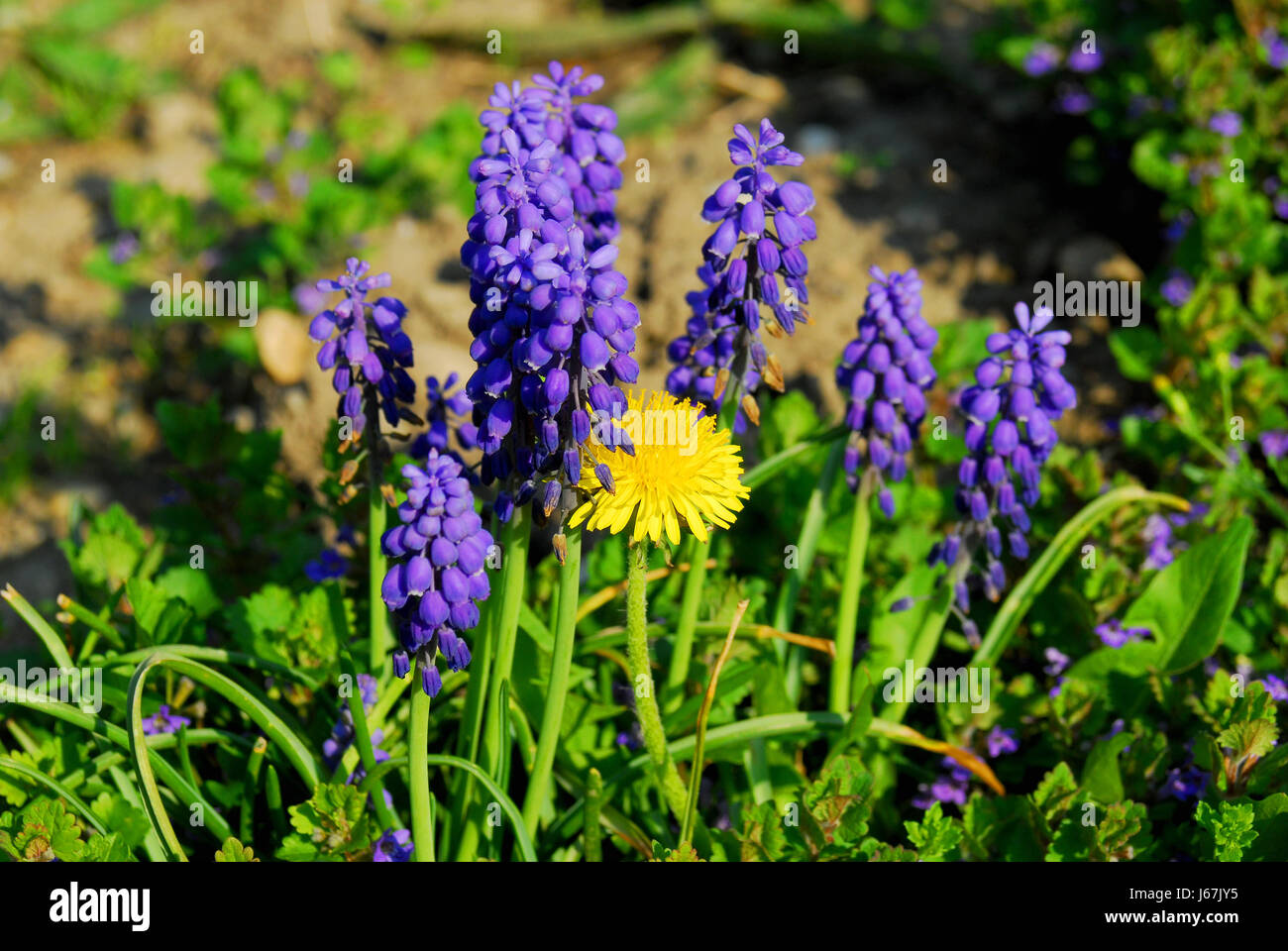spring has arrived Stock Photo - Alamy