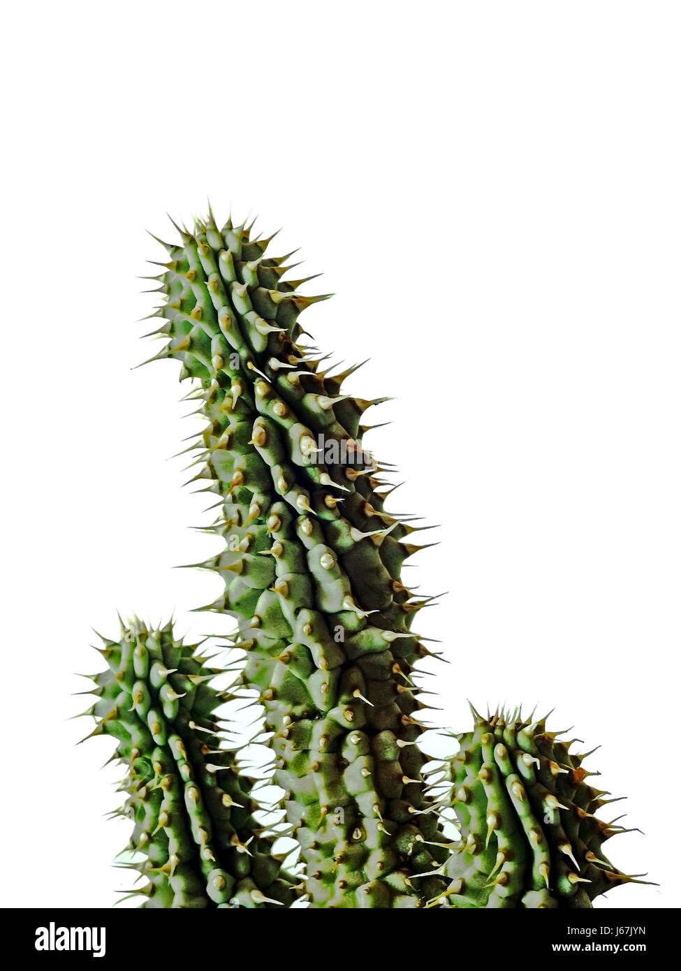 Kalaharikaktus hi-res stock photography and images - Alamy