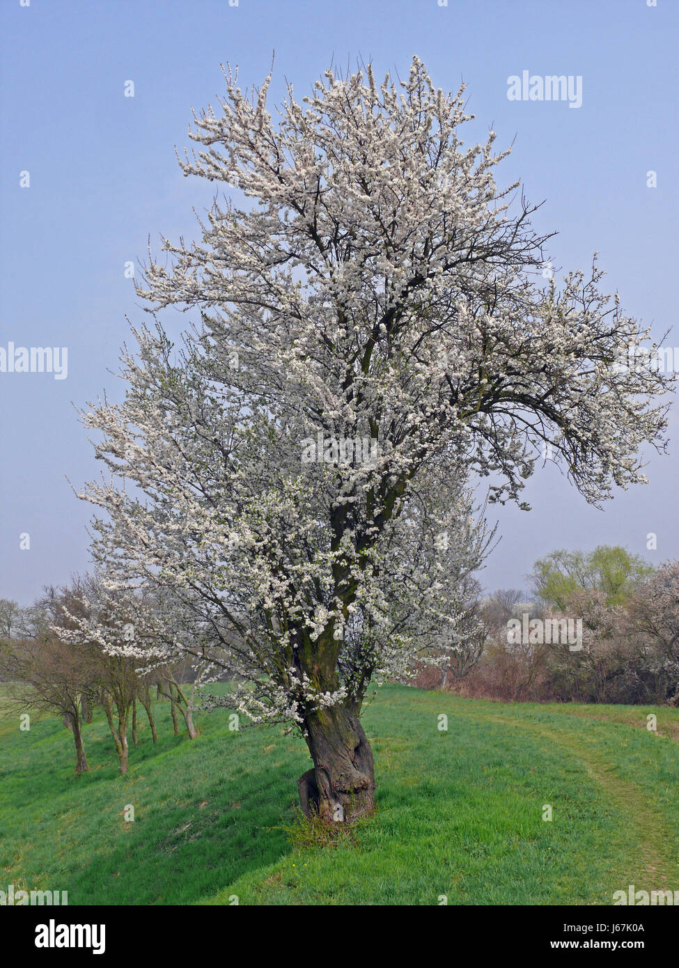 favorite tree in april Stock Photo - Alamy