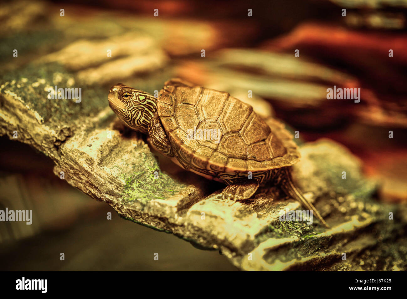 Gold turtle hi-res stock photography and images - Alamy