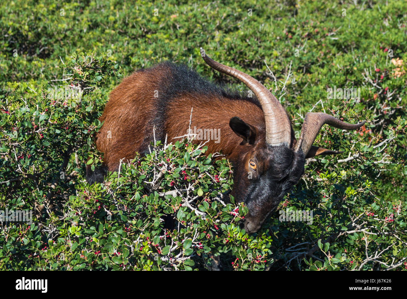 Goat in the bushes Stock Photo - Alamy