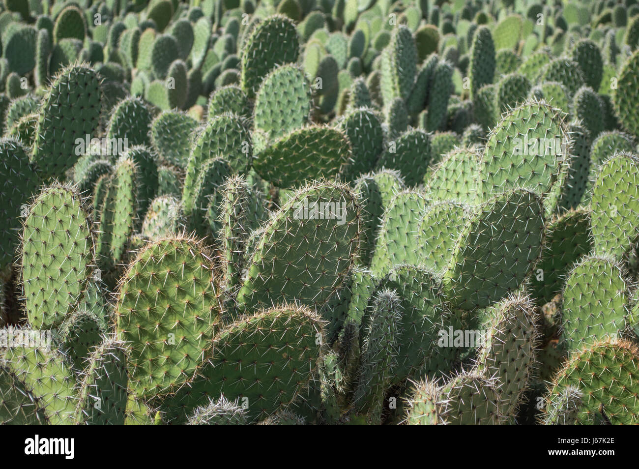 Field of cactuses Stock Photo - Alamy