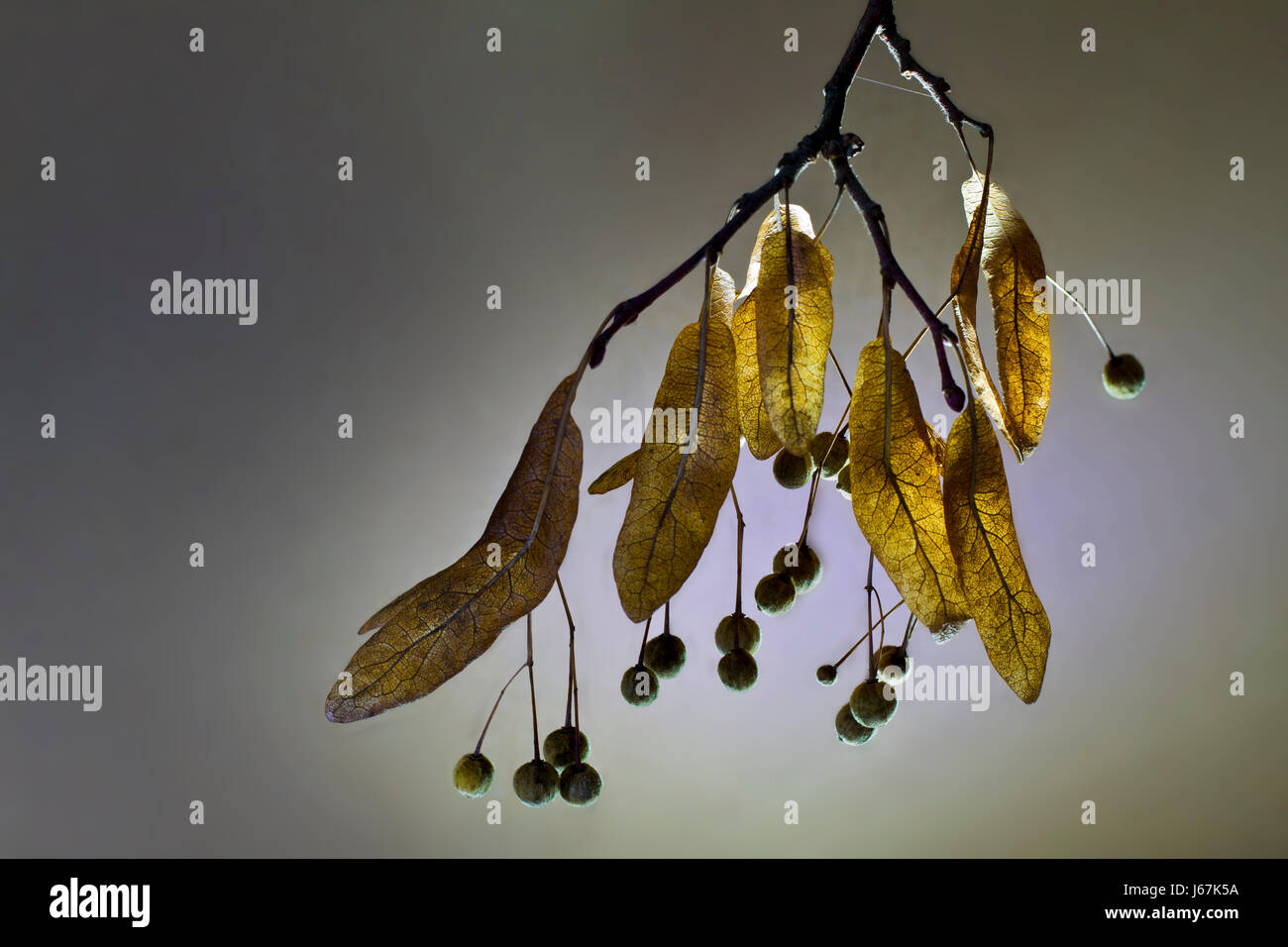 Lindensamen hi-res stock photography and images - Alamy