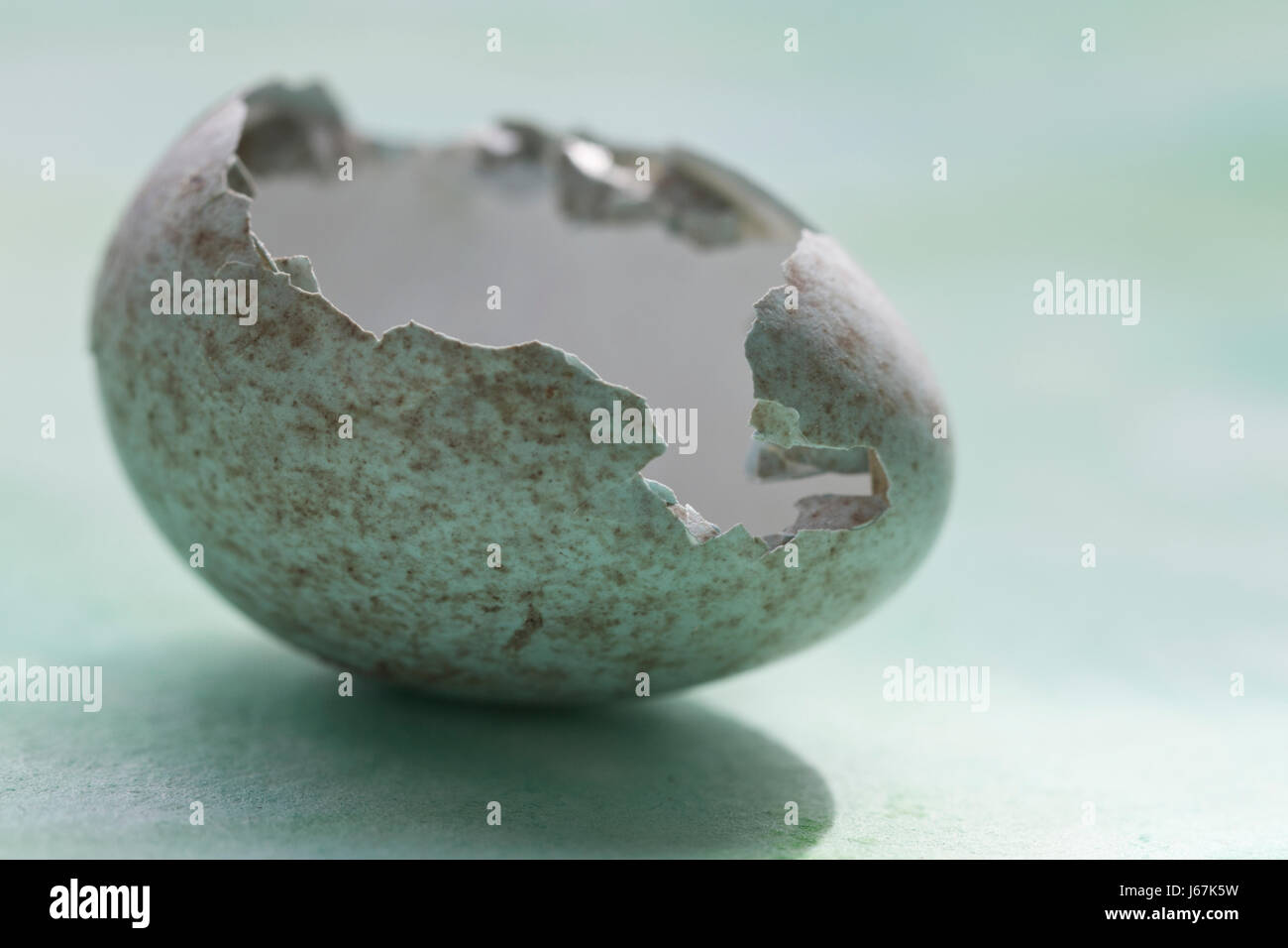 Amselei hi-res stock photography and images - Alamy