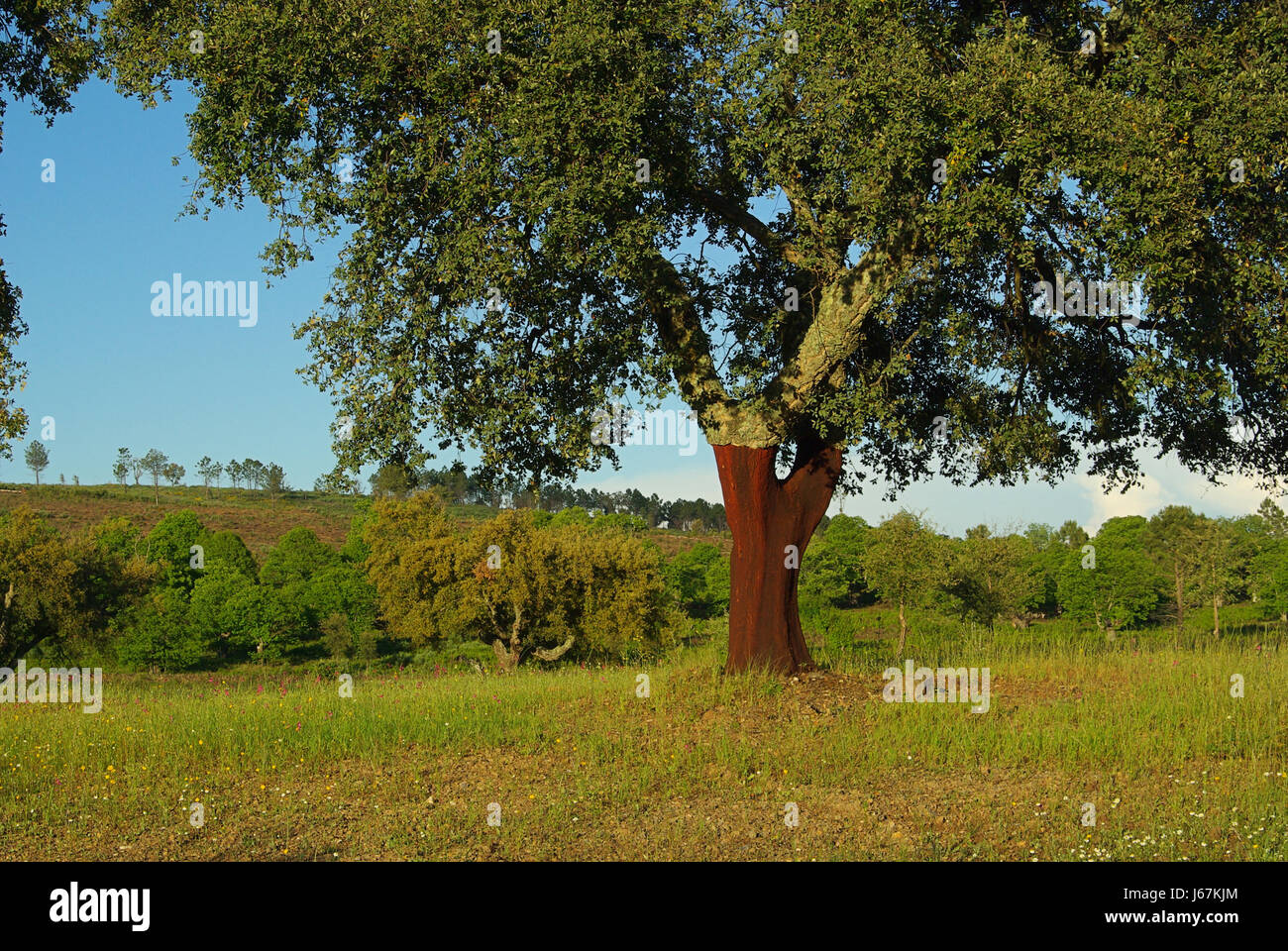 tree oak cork cork oak plant detail tree flower plant wood spain oak ...