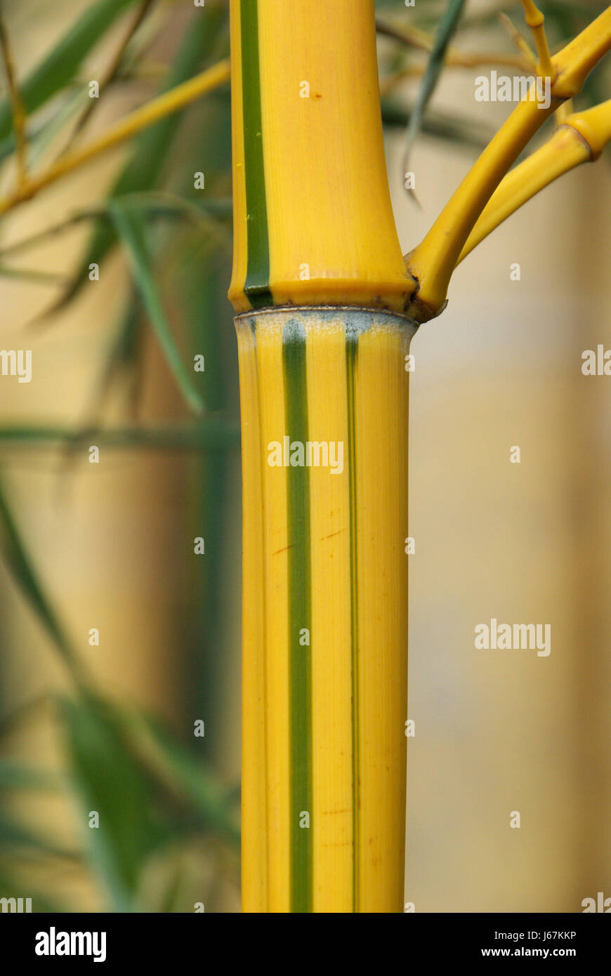 bamboo - bamboo 25 Stock Photo - Alamy