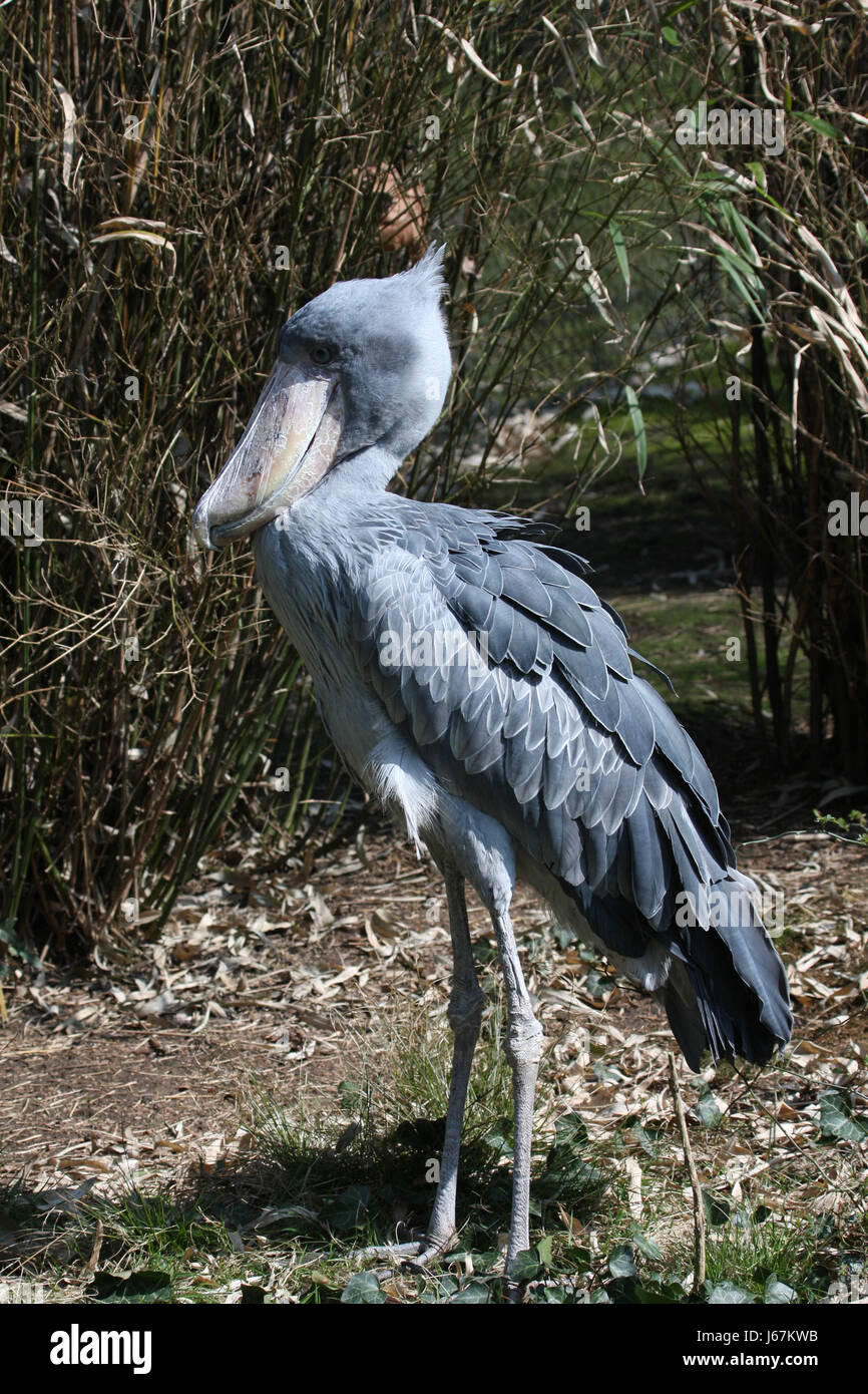Aves shoebill hi-res stock photography and images - Alamy