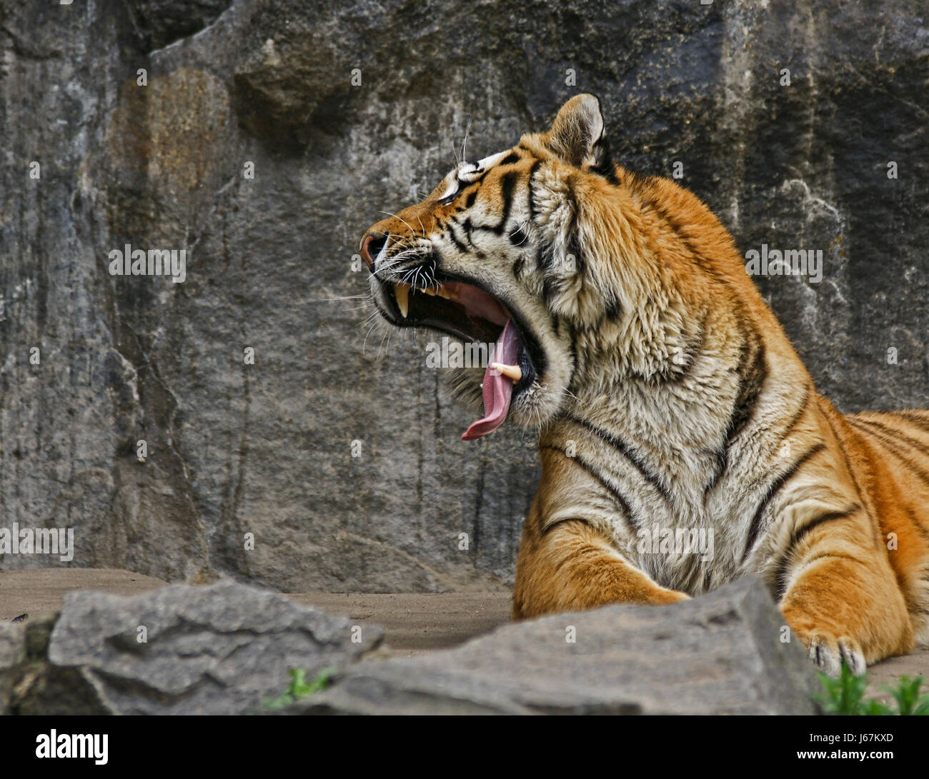 mammal big cat feline predator cat tiger mammal big cat feline predator ...