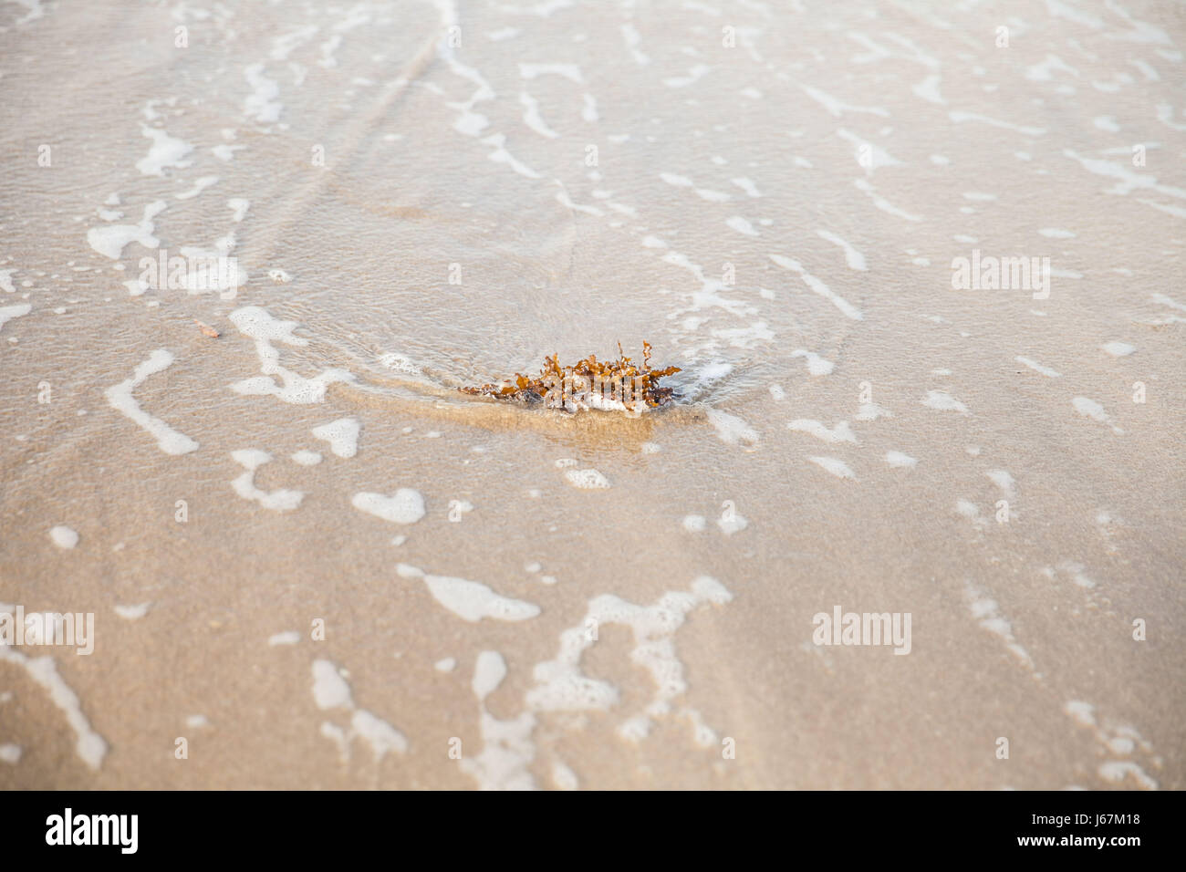 Seaweed caught in a wave of the incoming tide Stock Photo - Alamy