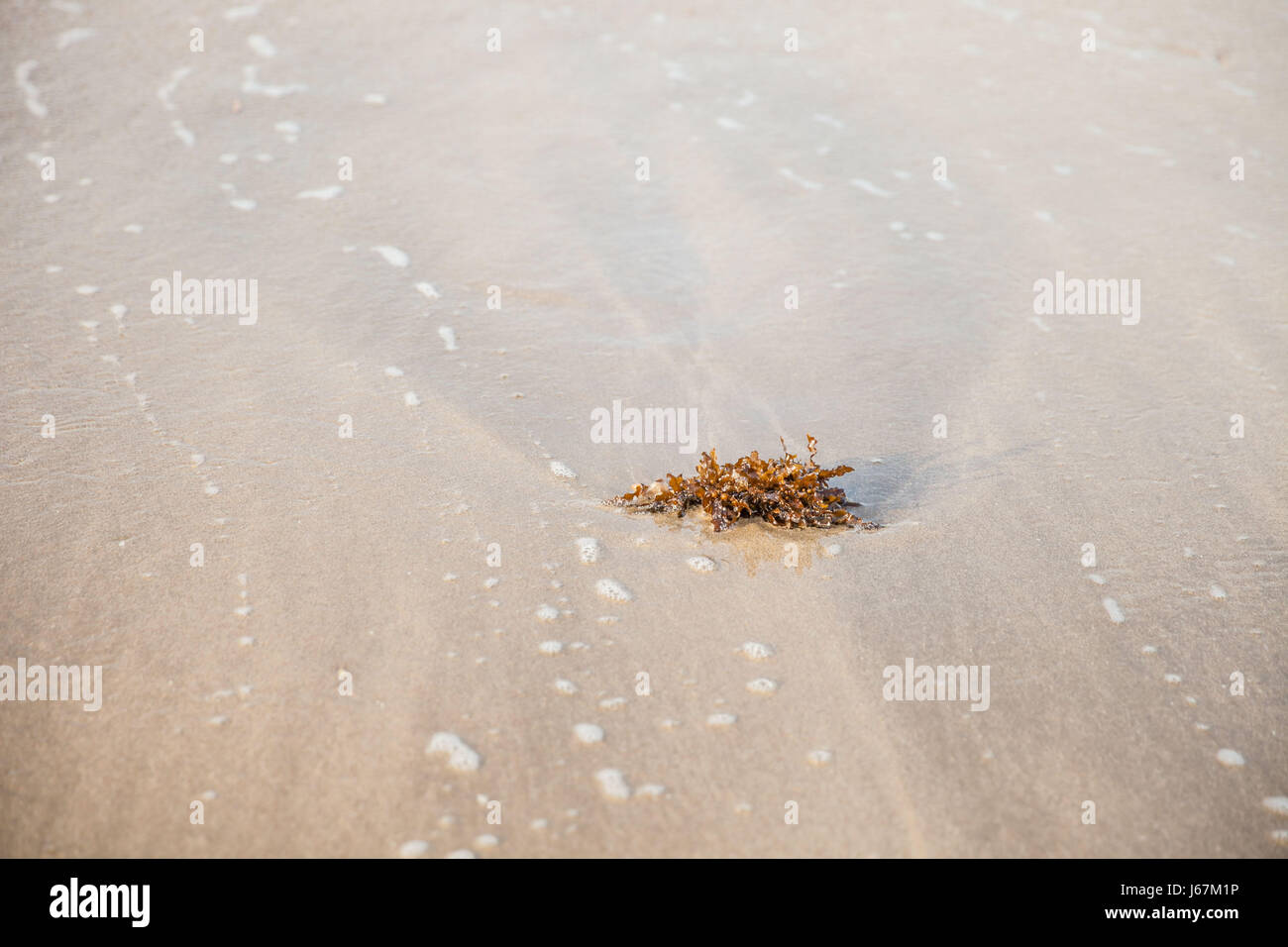 Seaweed caught in a wave of the incoming tide Stock Photo - Alamy