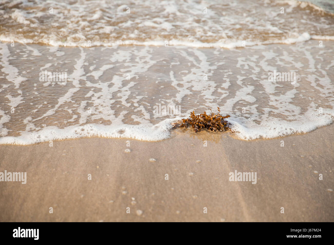 Seaweed caught in a wave of the incoming tide Stock Photo - Alamy