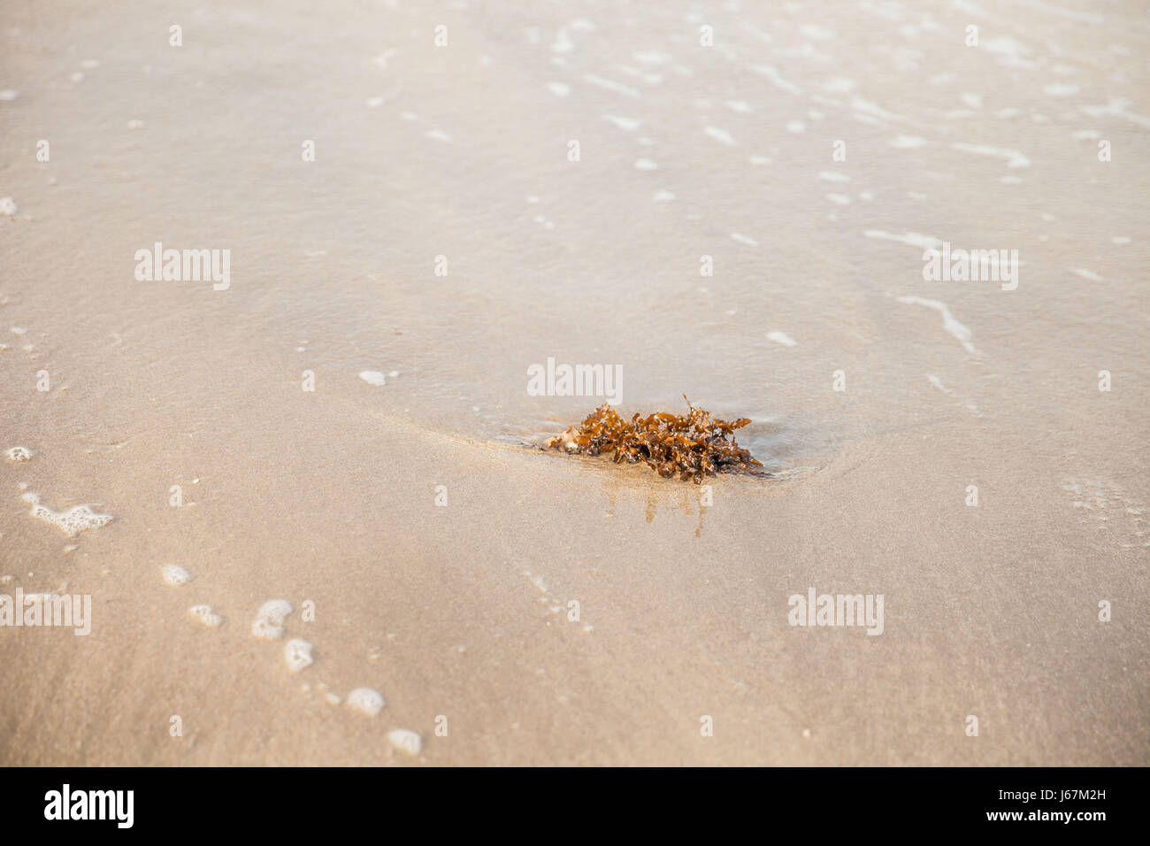 Seaweed caught in a wave of the incoming tide Stock Photo - Alamy