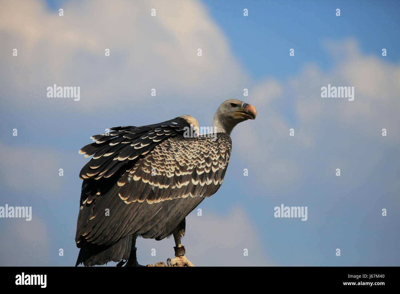 geier mnchsgeier gnsegeier schmutzgeier himmel geier mnchsgeier ...