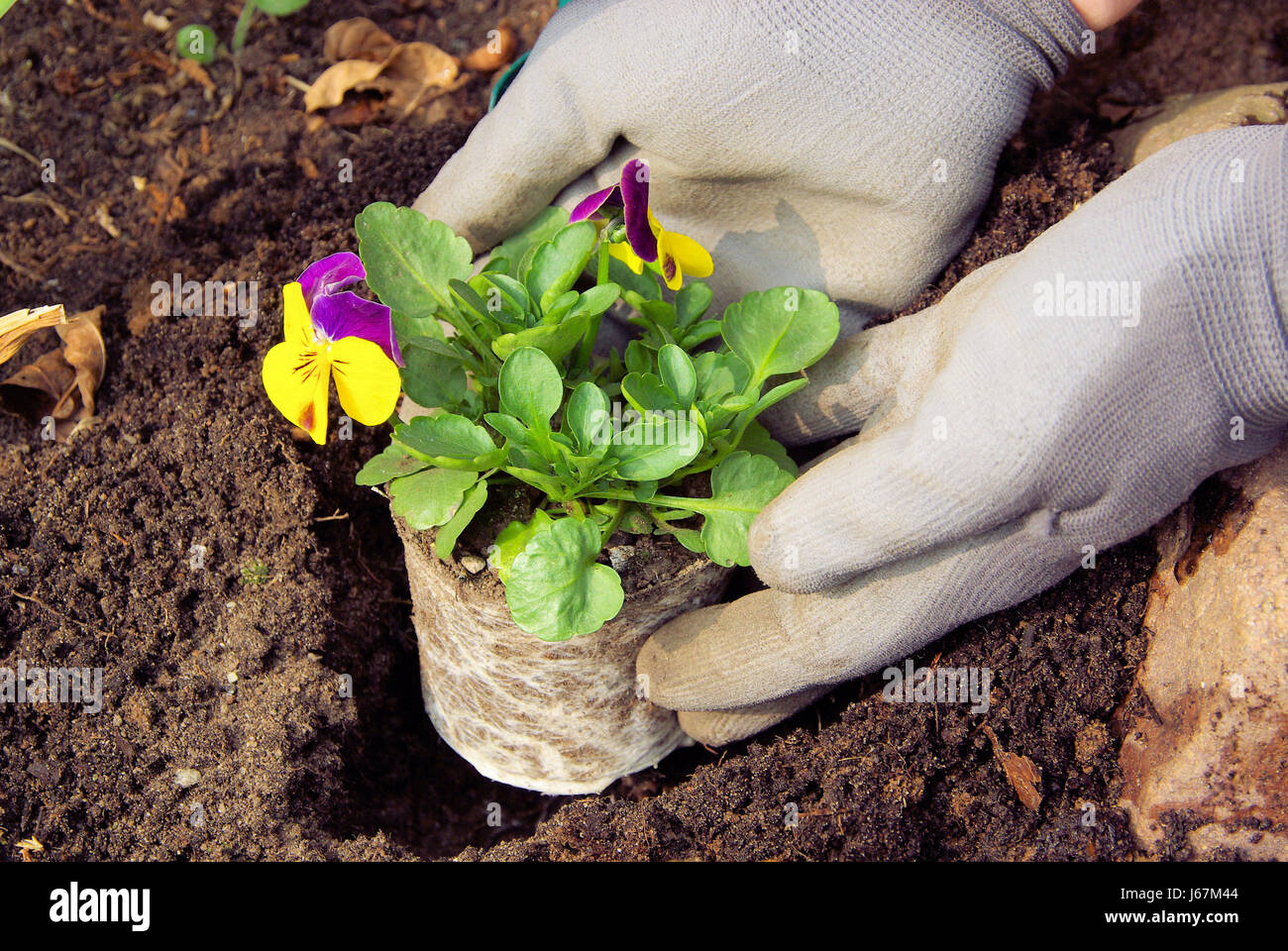 hand plant flower spring cultivate implant hand finger garden plant ...