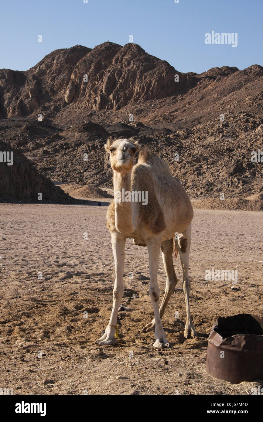 baby camel in the sahara Stock Photo - Alamy