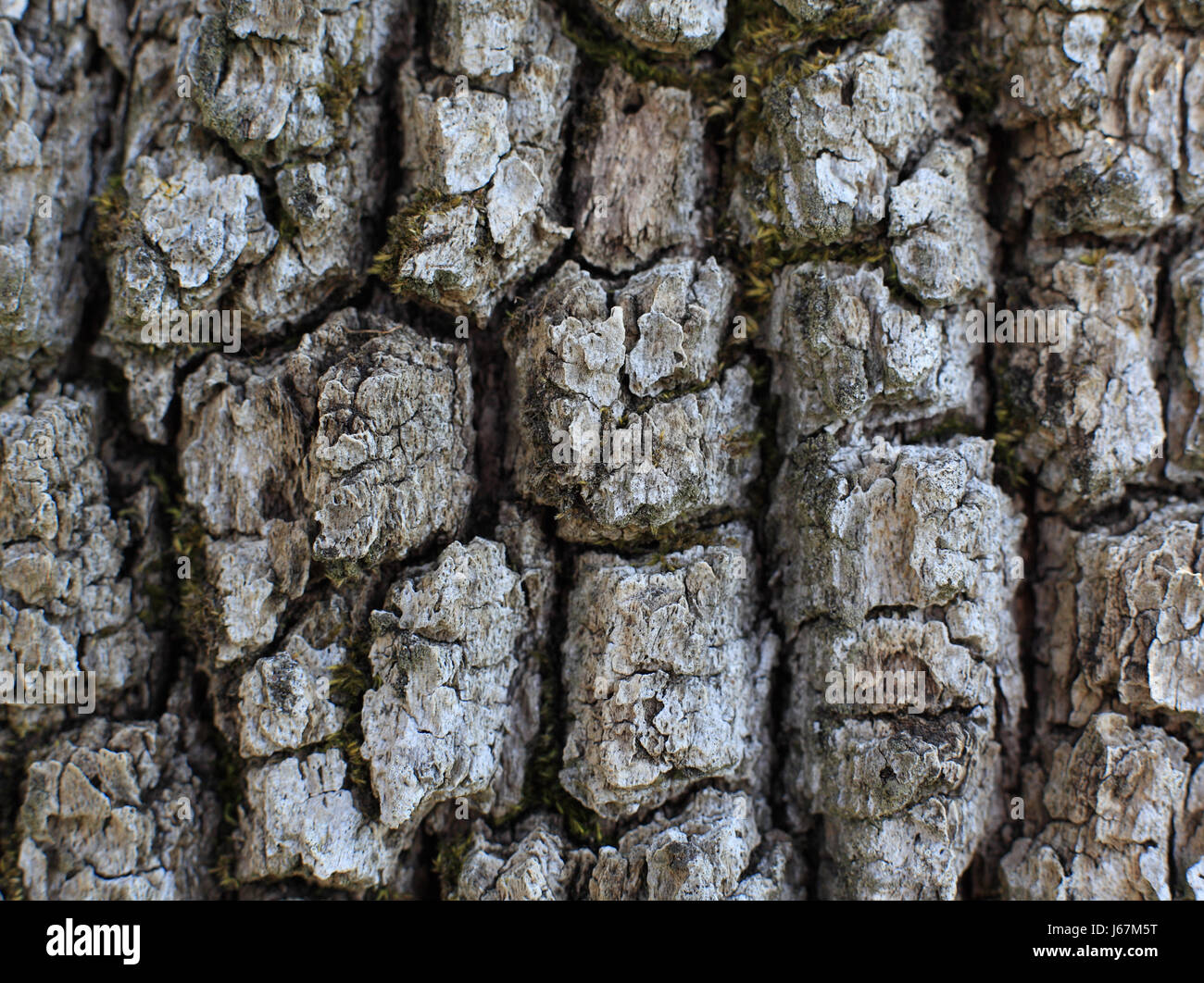 macro close-up macro admission close up view tree bark backdrop ...