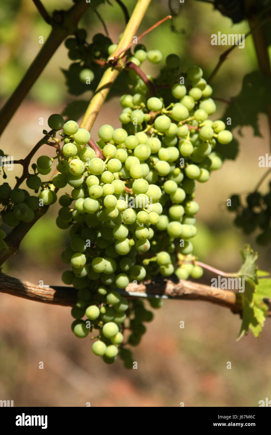 grapes progenies fruits vineyard vines fruit common grape vines vine ...