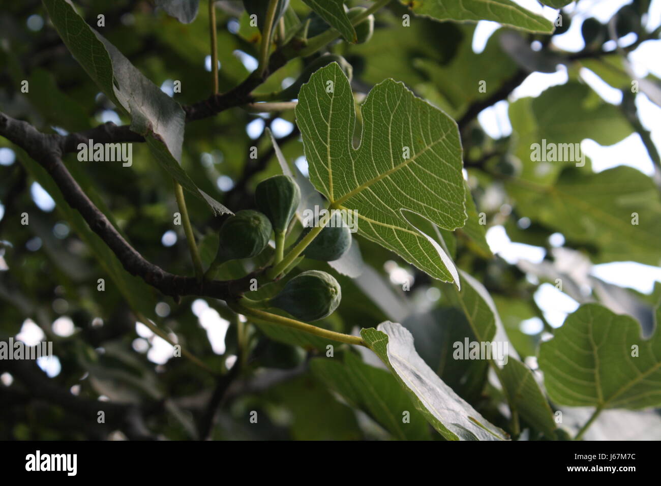 Bud fig tree hi-res stock photography and images - Alamy