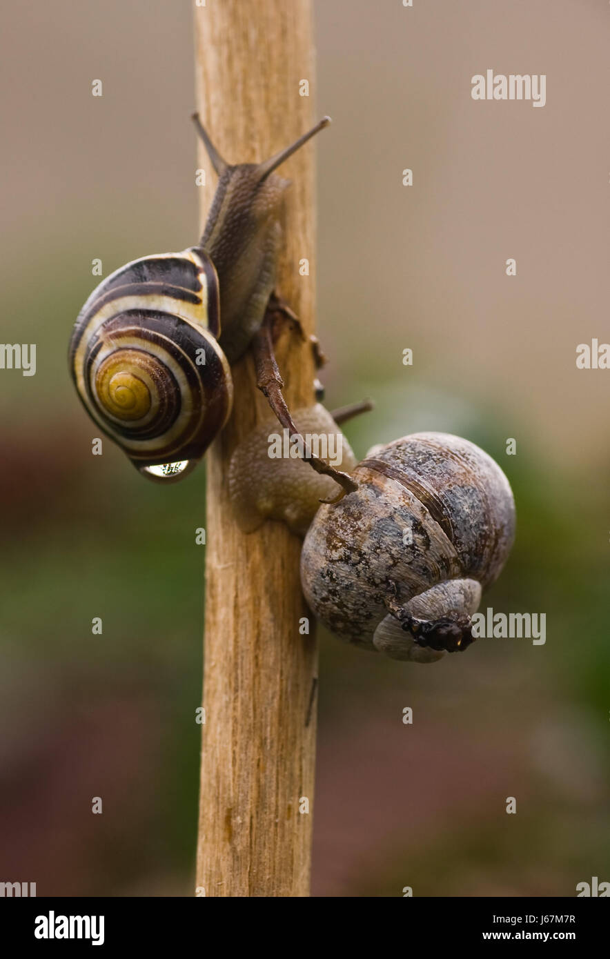 animal scrabble crawling animals shell snail slow speed velocity rain ...