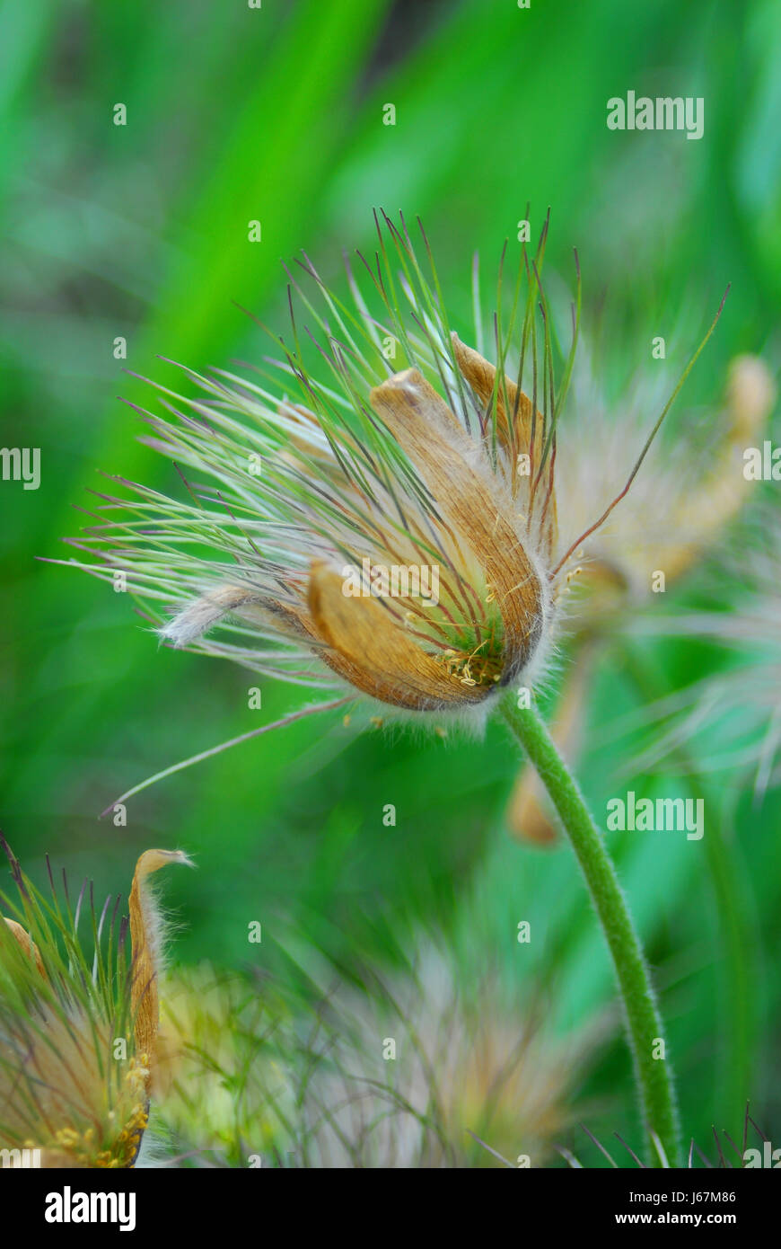 flower plant bloom blossom flourish flourishing spring nature flower ...