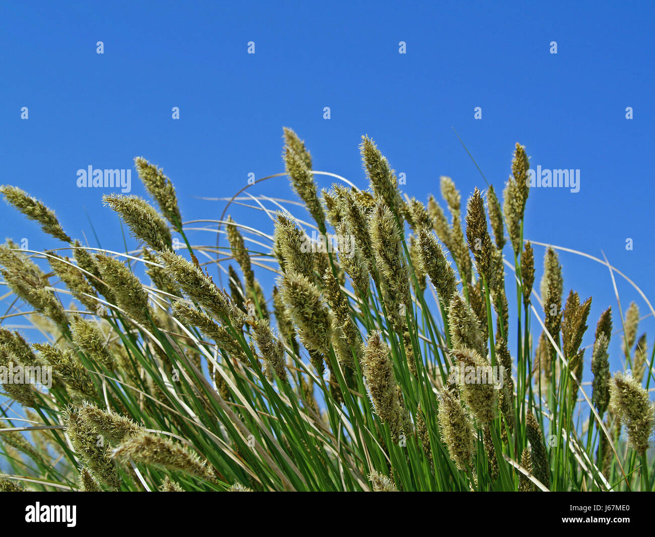 shine shines bright lucent light serene luminous sunny grasses ...