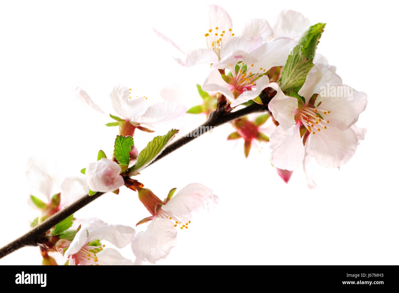 isolated bloom blossom flourish flourishing flower flowers plant spring ...