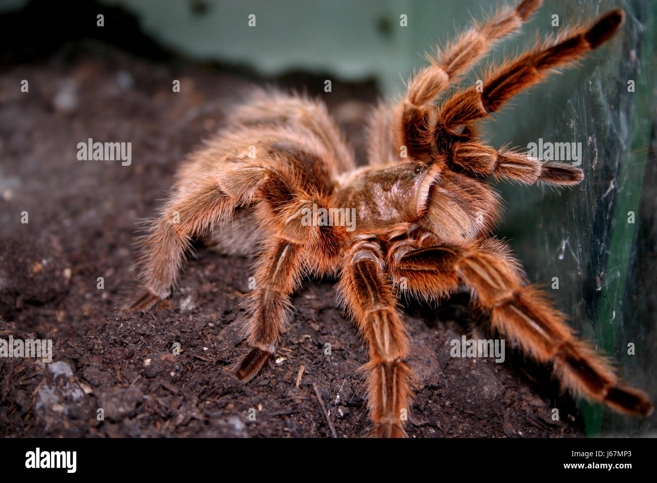 grammostola rosea rcf Stock Photo - Alamy