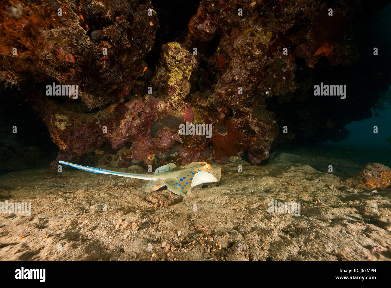 ray rays coral blue liquid relaxation animal fish freshness underwater ray wet Stock Photo - Alamy