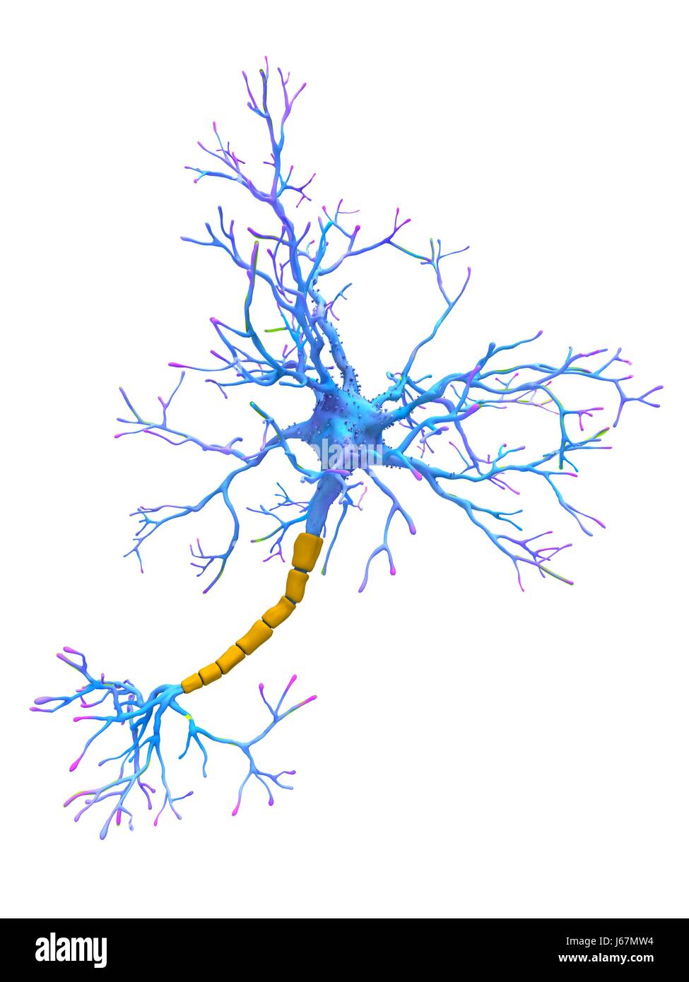 Computer artwork of a neuron. Neurons are responsible for passing ...