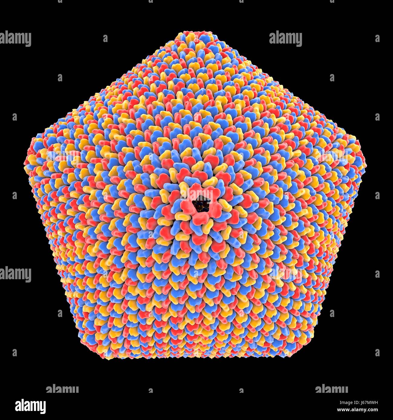 Computer artwork of an icosahedral virus capsid, derived from protein ...