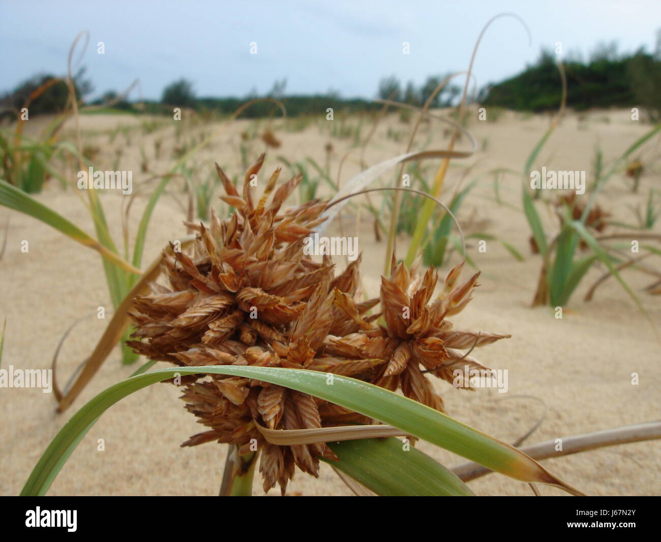 flower plant africa beach seaside the beach seashore flora dune ...