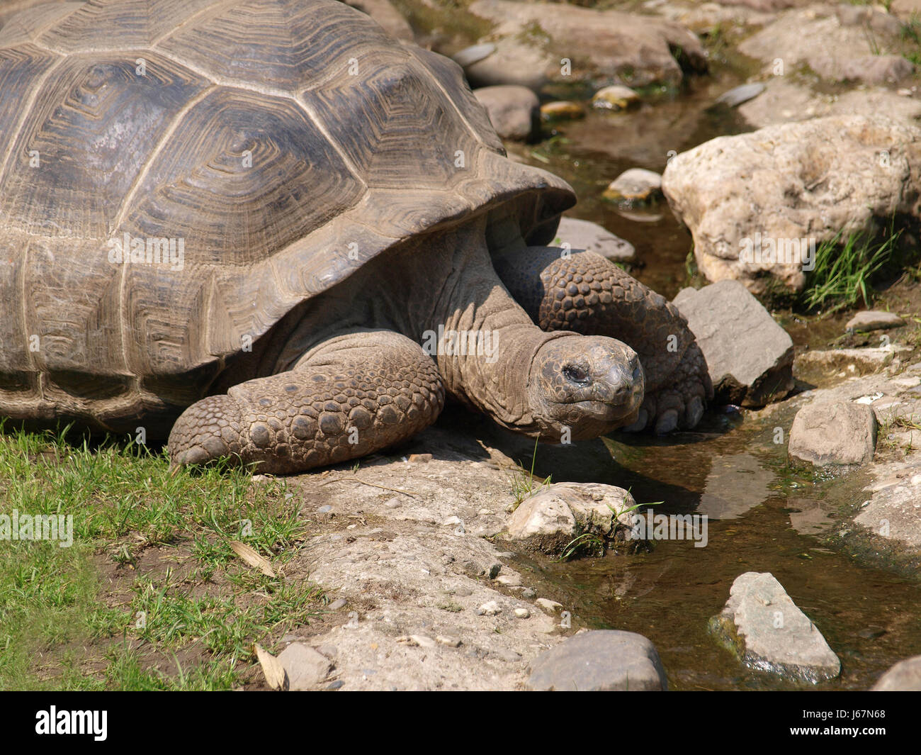 legs stream armour head old turtle tortoise legs stone stream armour ...