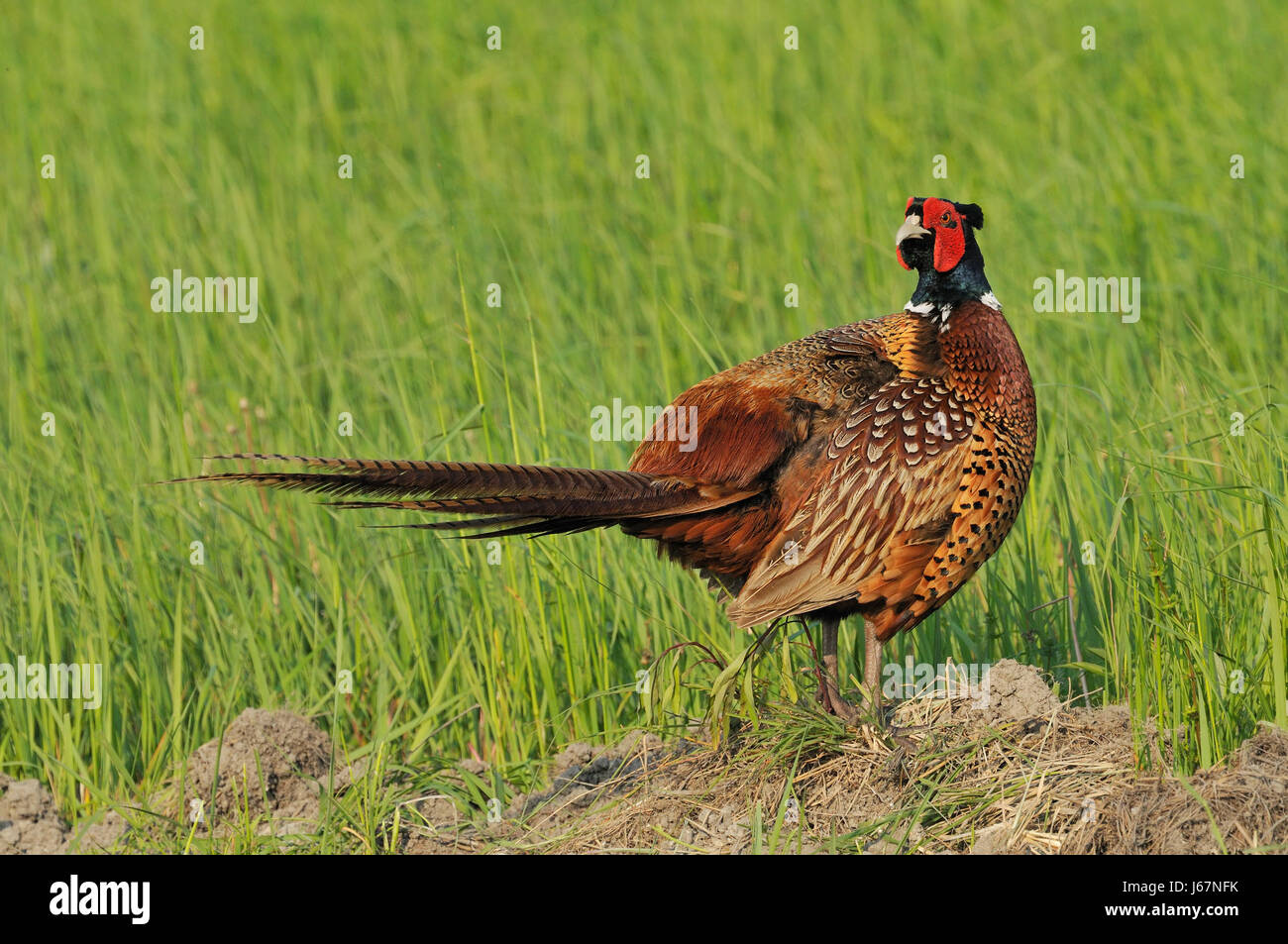 bird field birds male vain pheasant meadow proud pride bird coloured ...
