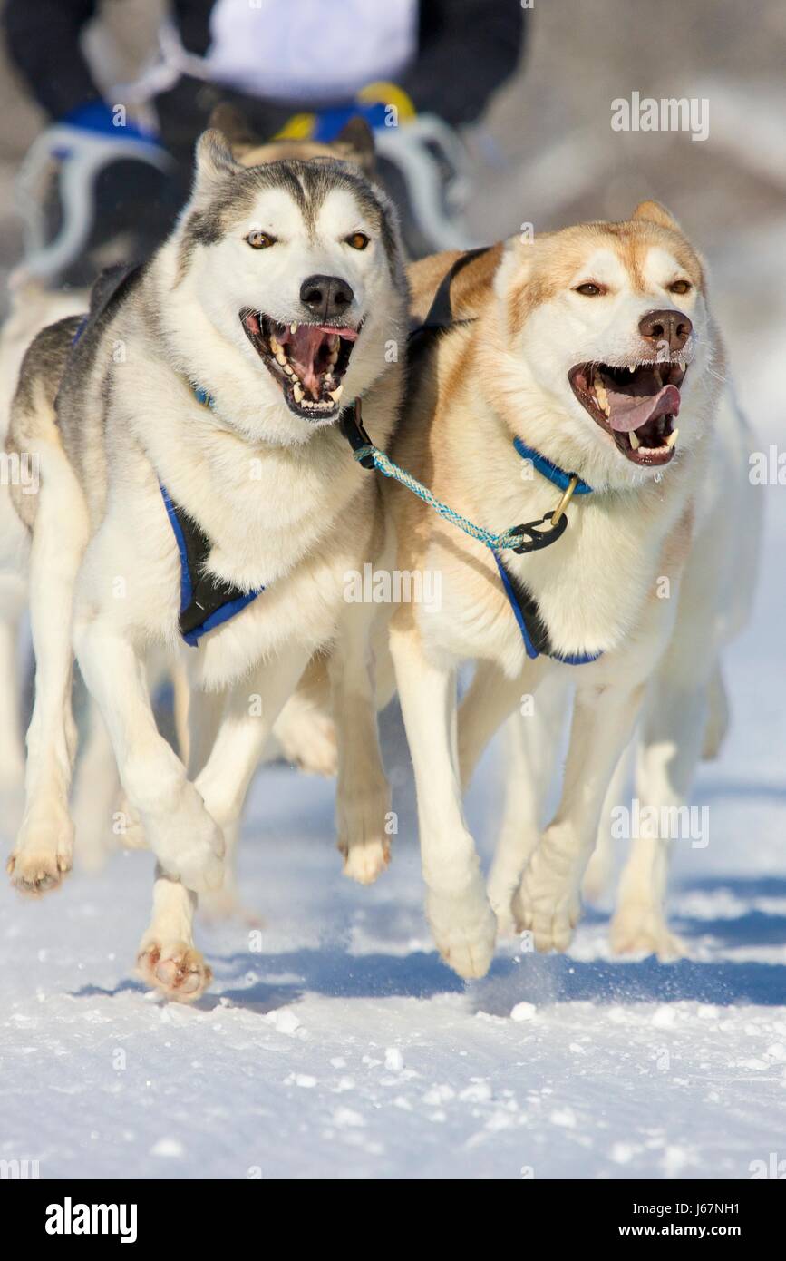 harness husky sport sports winter animal pet cold tongue snow coke ...