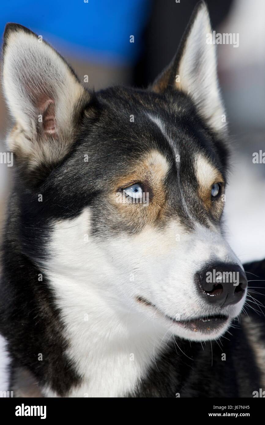 mammal look glancing see view looking peeking looking at nature husky ...