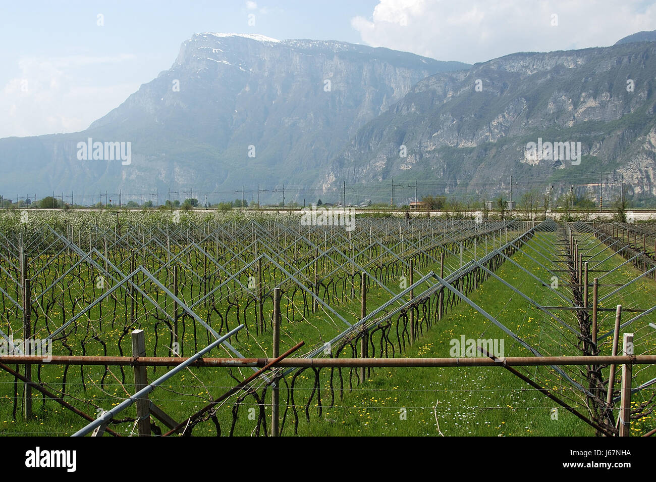 cultivation of wine viticulture common grape vines cordon acreage vine ...